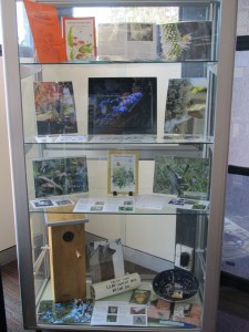 Pollinator Link at Mt Gravatt Library | Pollinator Link