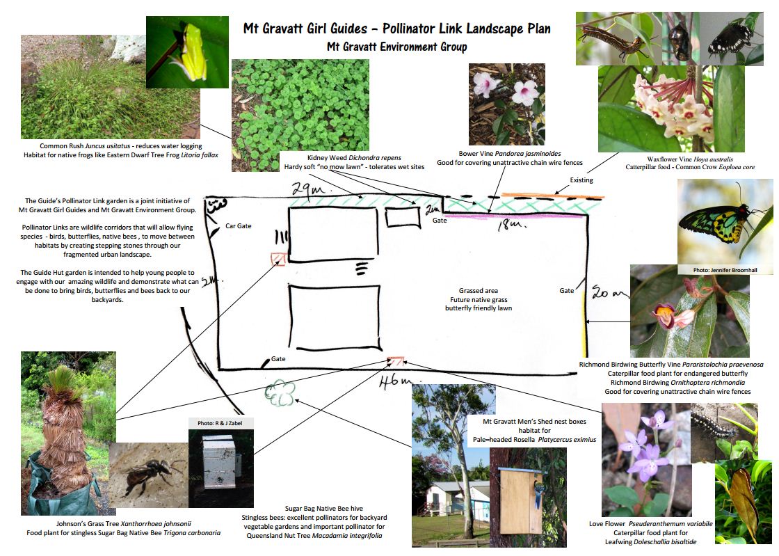 Pollinator Link at Mt Gravatt Library | Pollinator Link