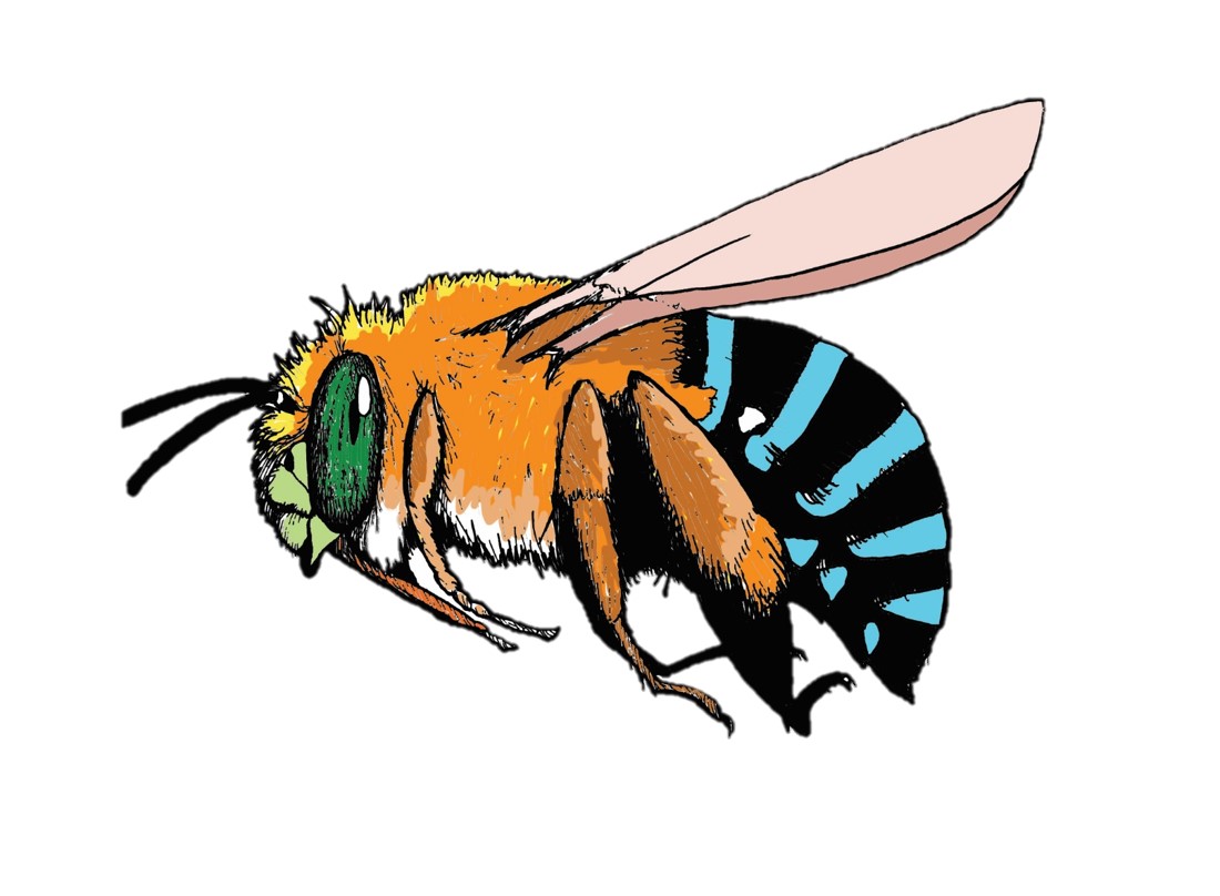 Blue Banded Bee and Crane Fly up close | Pollinator Link