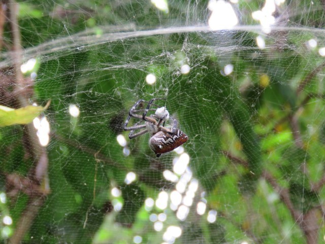 Urban wildlife oasis | Pollinator Link