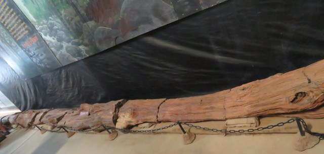 Exploring Australia’s Native Plants Qld to WA Day 7 | Pollinator Link