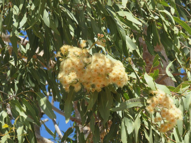 Pollinator Link | Bringing birds, butterflies and bees to backyards ...