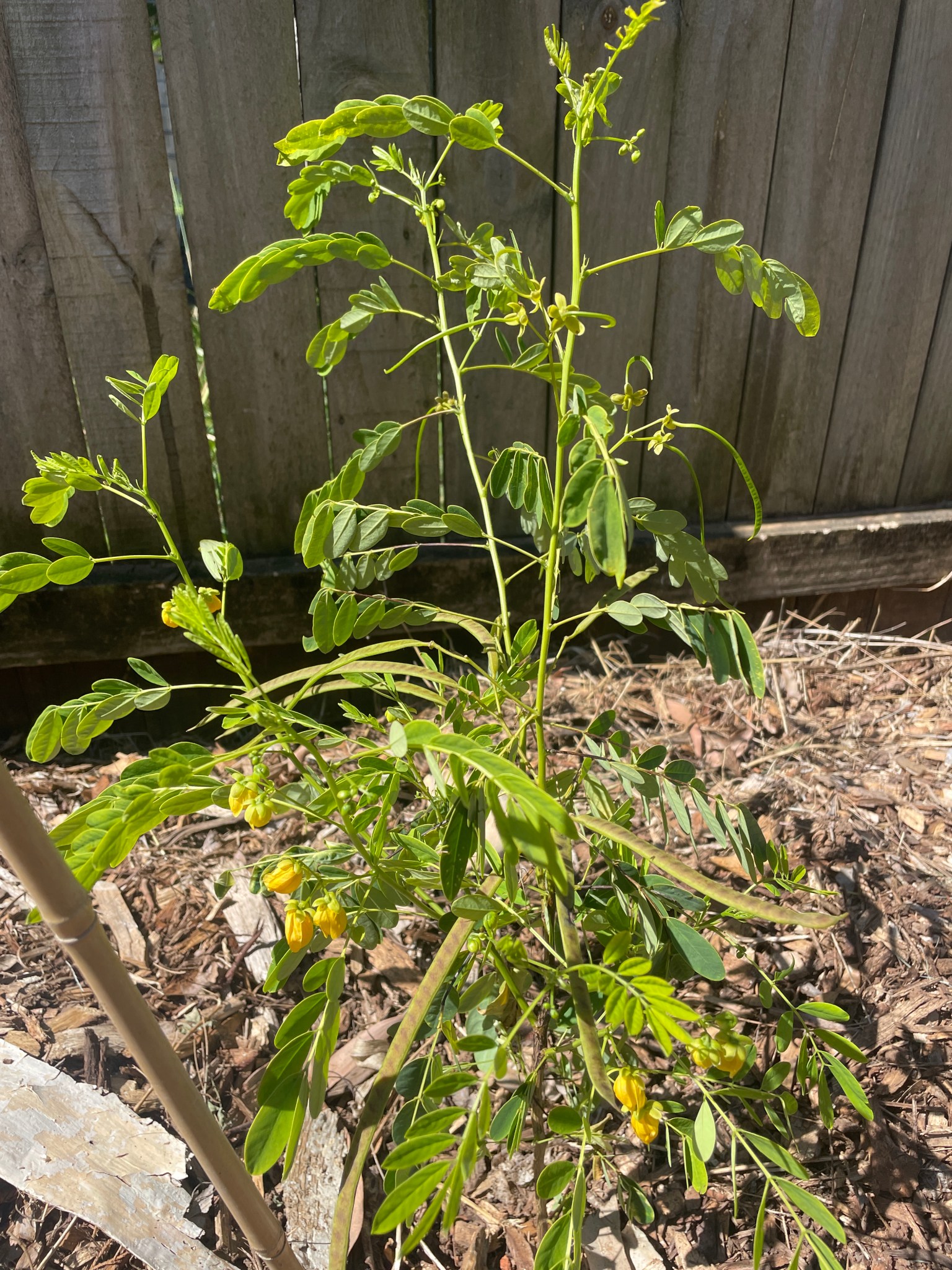Pollinator Link | Bringing birds, butterflies and bees to backyards.
